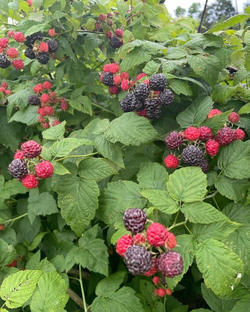 Native, Exotic, Aggressive…oh MY!