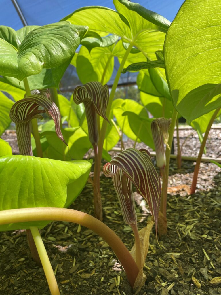 Native, Exotic, Aggressive…oh MY!